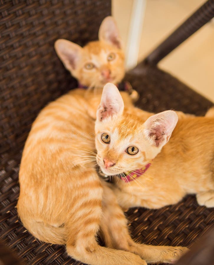 Cute Two Shorthair Kittens Curiously Staring at Human Stock Photo ...