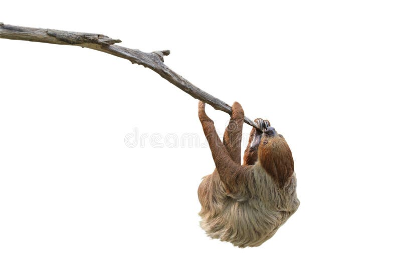 Cute Two-toed Sloth Hanging on Tree Branch Isolated on White Background ...