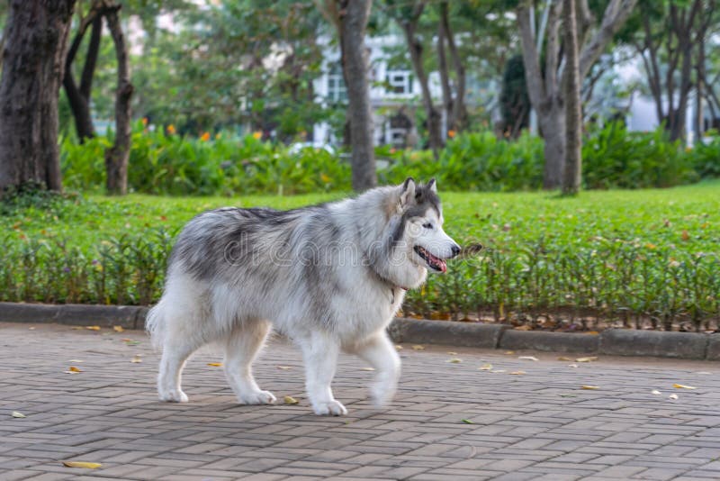 Cute Fluffy Alaskan Malamute Walking at the Park Stock Image - Image of ...