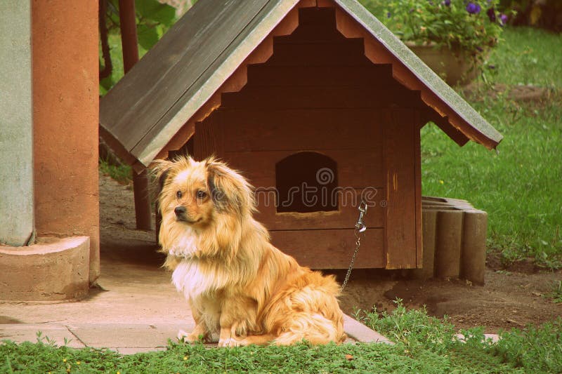 Cute, Unusual and a Good Dog Stock Image - Image of santa, american ...