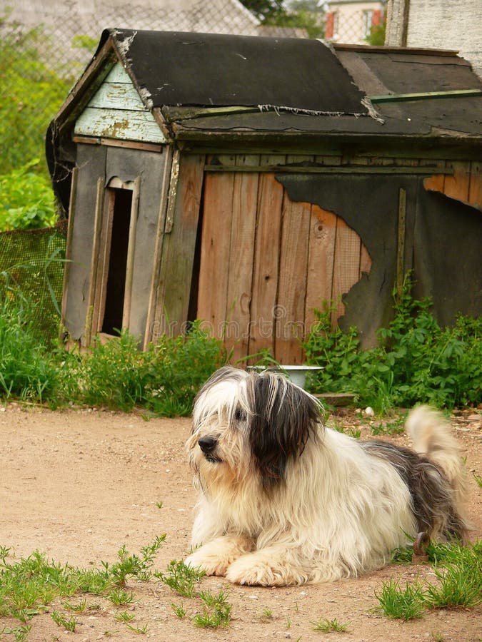 Cute, Unusual and a Good Dog Stock Photo - Image of staffordshire ...