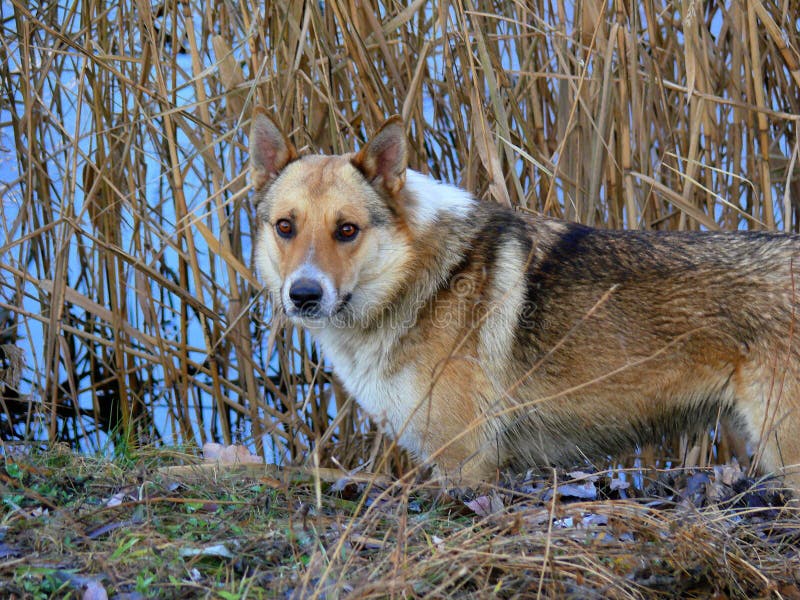 Cute, Unusual and a Good Dog Stock Image - Image of good, winter: 271468535