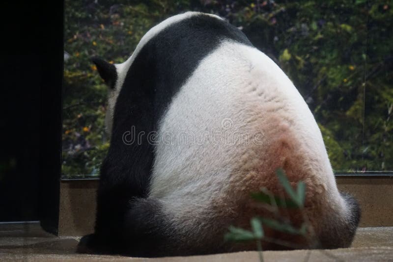 Cute Upset Panda Sitting with Its Back To the Camera Stock Photo ...