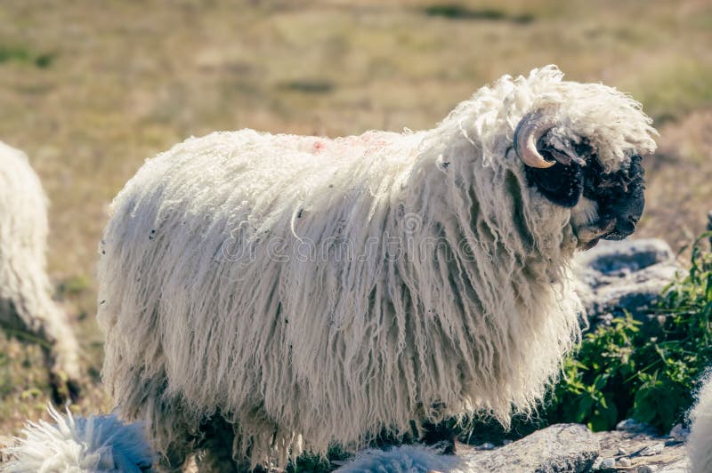 A Cute Valais Blacknose Sheep in the Swiss Alps Stock Image - Image of ...
