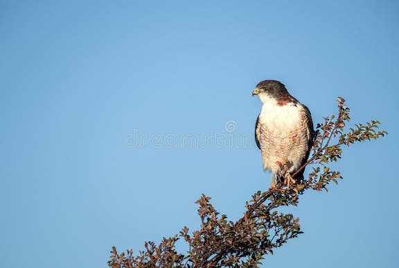 Cute Variable Hawk Perched on Bush Branch Against Clear Blue Sky Stock ...