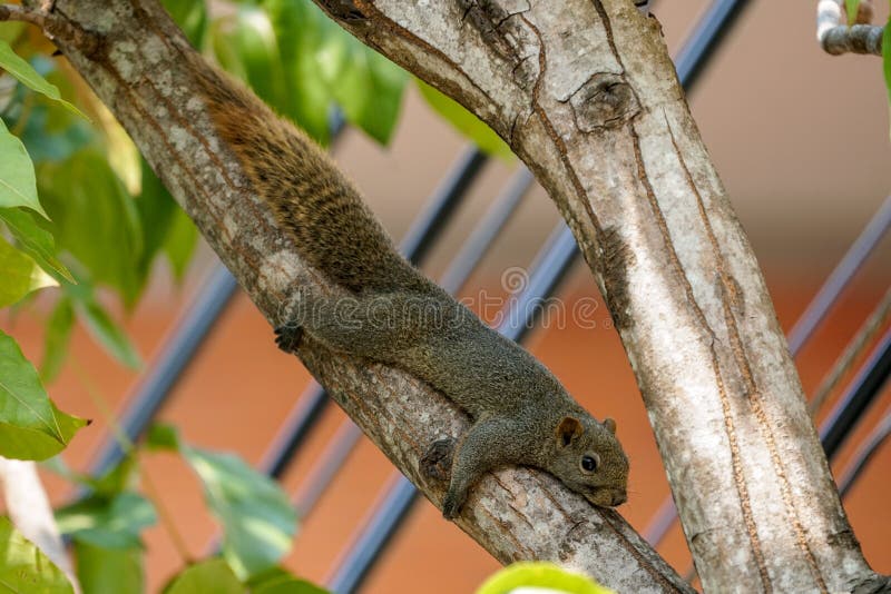 Variable Squirrel Sliding Down a Tree Stock Photo - Image of brown ...