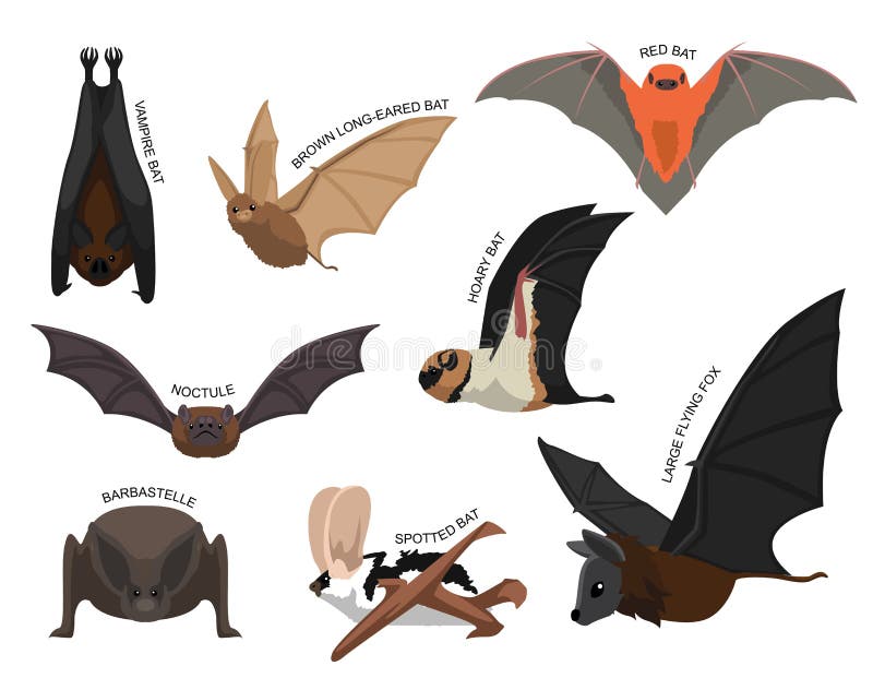 Cute Various Bats Cartoon Vector Illustration Set Identify Stock Vector ...