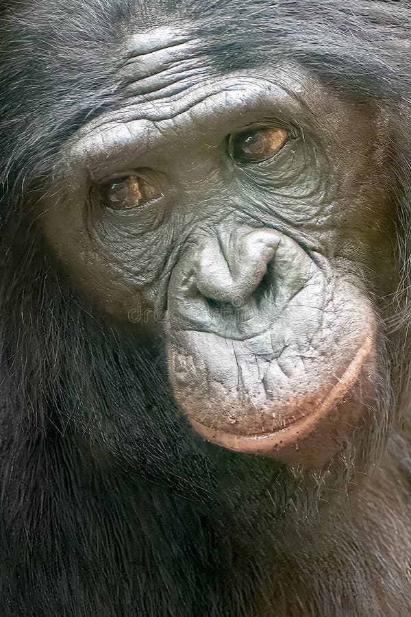 Bonobo with Open Mouth. Green Natural Background Stock Photo - Image of ...