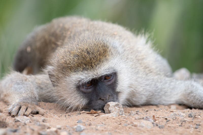 Cute Vervet Monkey Laying on the Rock Stock Image - Image of safari ...
