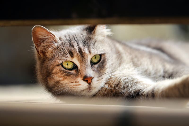 Cute Very beautiful cat stock image. Image of away, feline - 245312963