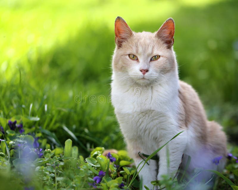 Cute Very beautiful cat stock image. Image of beautiful - 245313013