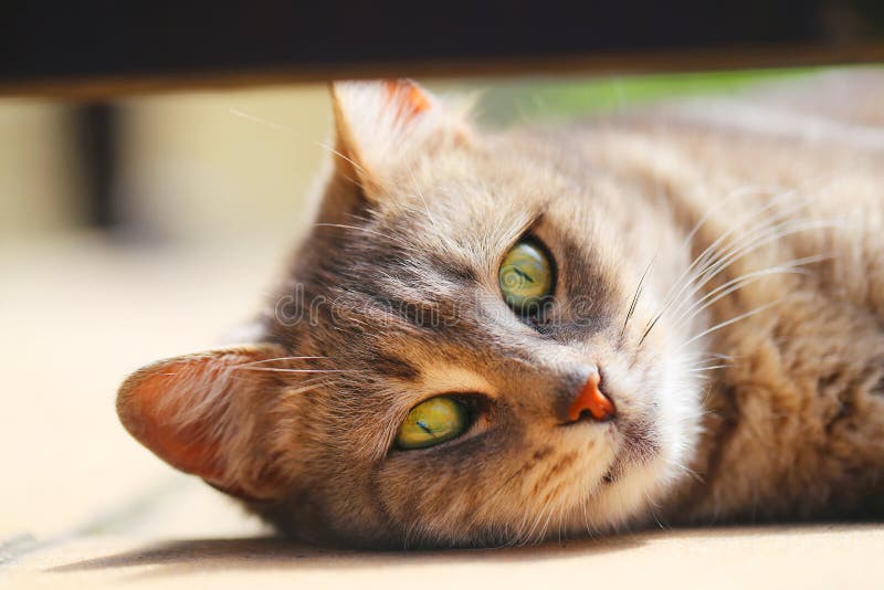 Cute Very beautiful cat stock photo. Image of breed - 245313044