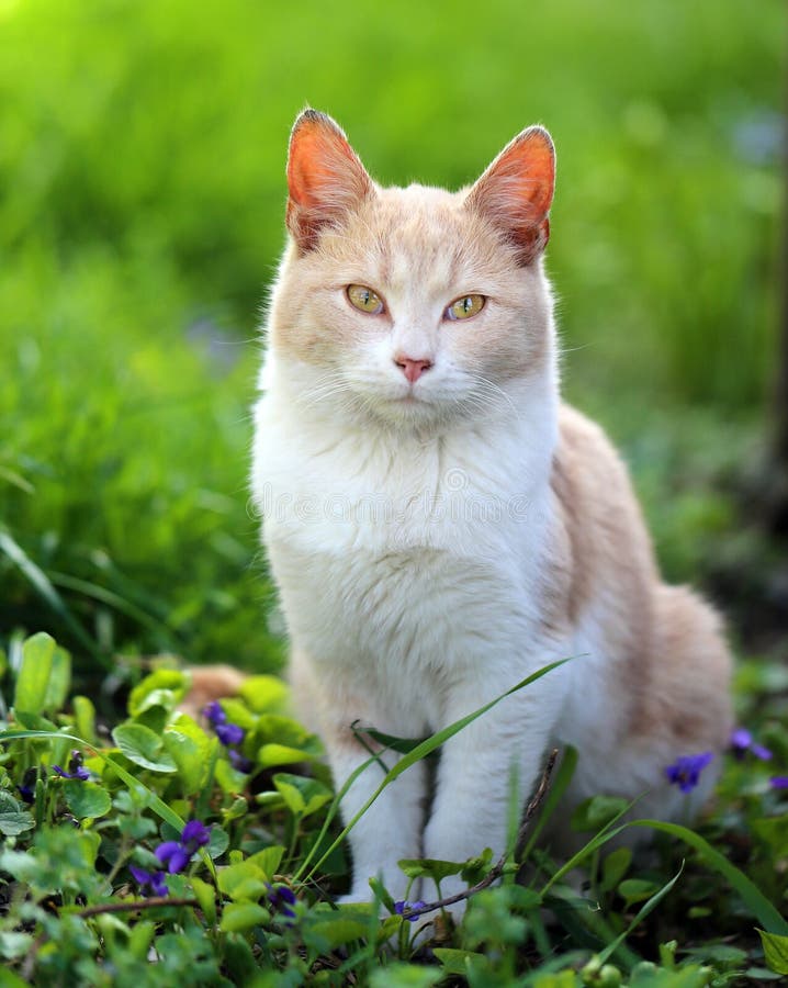 Cute Very beautiful cat stock photo. Image of purebred - 245313126