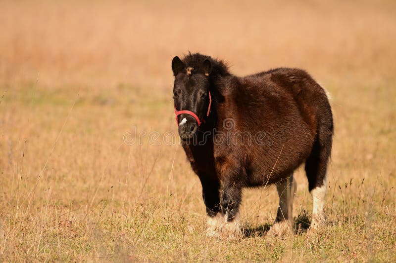 A Cute Very Fat Little Pony Standing in an Autumn Pasture Stock Photo ...