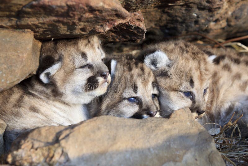 We are so so cute stock photo. Image of hunter, animals - 36568606