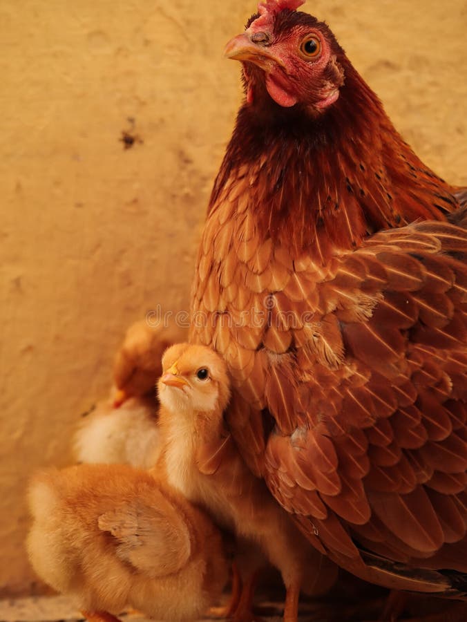 Cute View of Tiny Yellow Baby Chickens at Home Stock Image - Image of ...