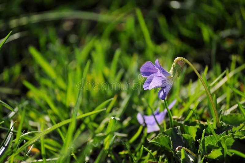 Cute Viola Flower in the Grass. Stock Image - Image of green, blue ...
