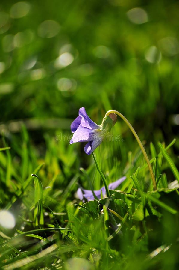 Cute Viola Flower in the Grass. Stock Image - Image of grassland ...
