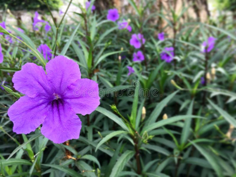 Cute Violet stock photo. Image of violet, field, purpleflower - 125991530