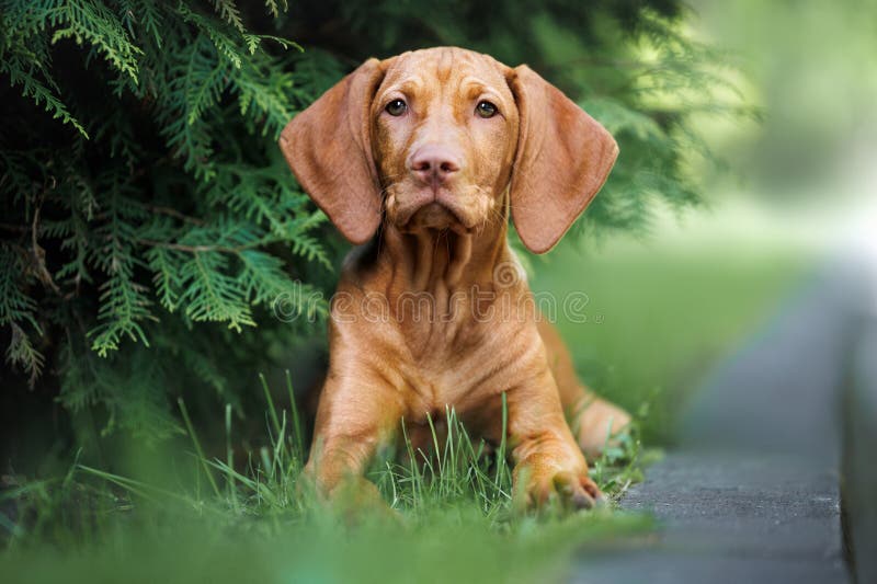 Cute Vizsla Puppy Lying on Grass Under a Lush Evergreen Stock Photo ...