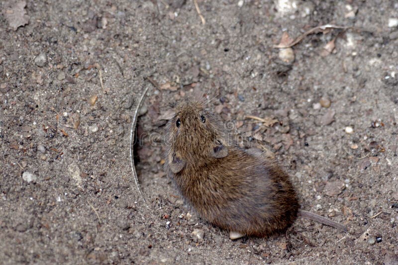 A Cute Vole Sits on the Ground Stock Photo - Image of floor, outdoors ...