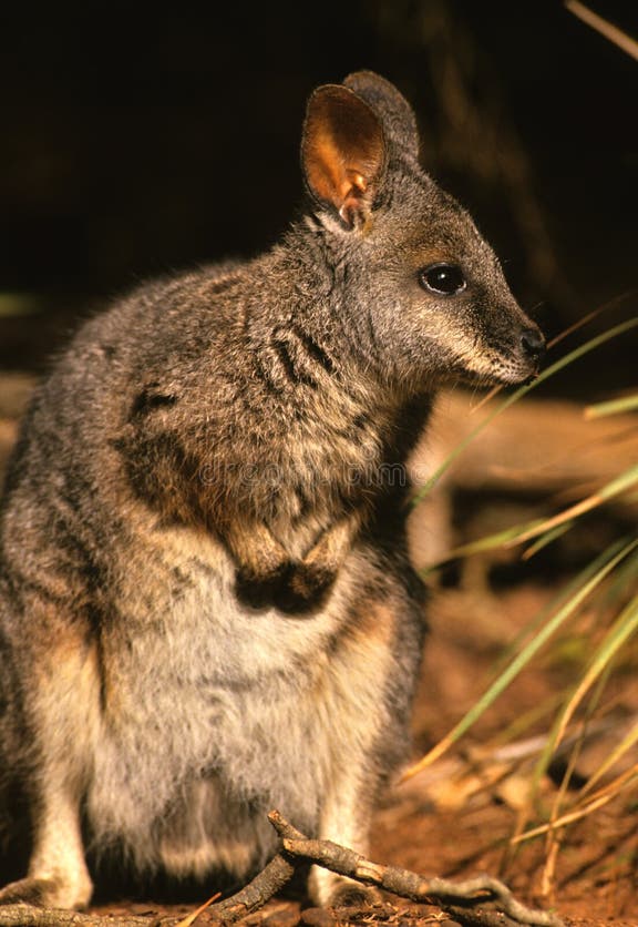 Cute Wallaby stock photo. Image of cute, animal, wild - 15729182