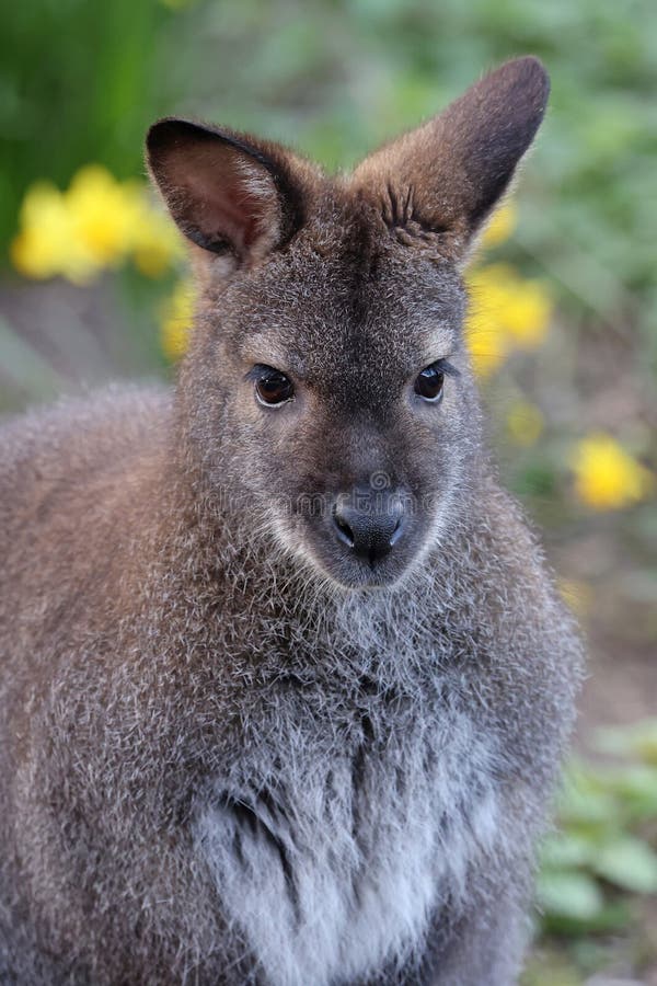 Cute Wallaby stock photo. Image of small, young, grey - 334104522