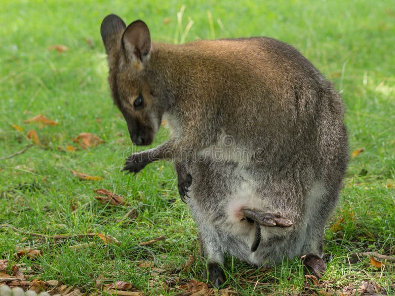 Cute Wallaby (Macropodidae) Standing in a Fresh Grass Field Stock Image ...
