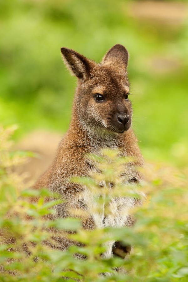 Cute wallaby close up stock photo. Image of furry, hills - 29564348