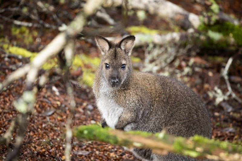 Cute Wallaby Pictured in Its Natural Habitat Stock Image - Image of ...