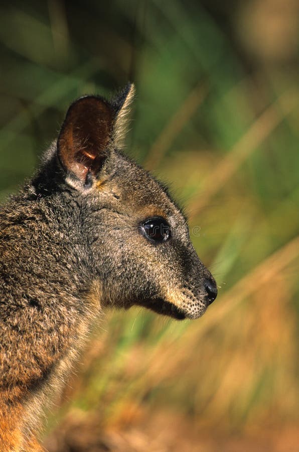 Cute Wallaby Portrait stock image. Image of rest, animal - 13833037