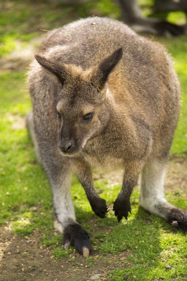 Cute Wallaby Portrait stock image. Image of wallby, mammal - 15729205
