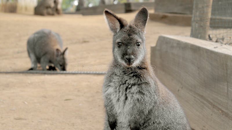 Cute Wallaby Staring with Confused Face Stock Photo - Image of green ...