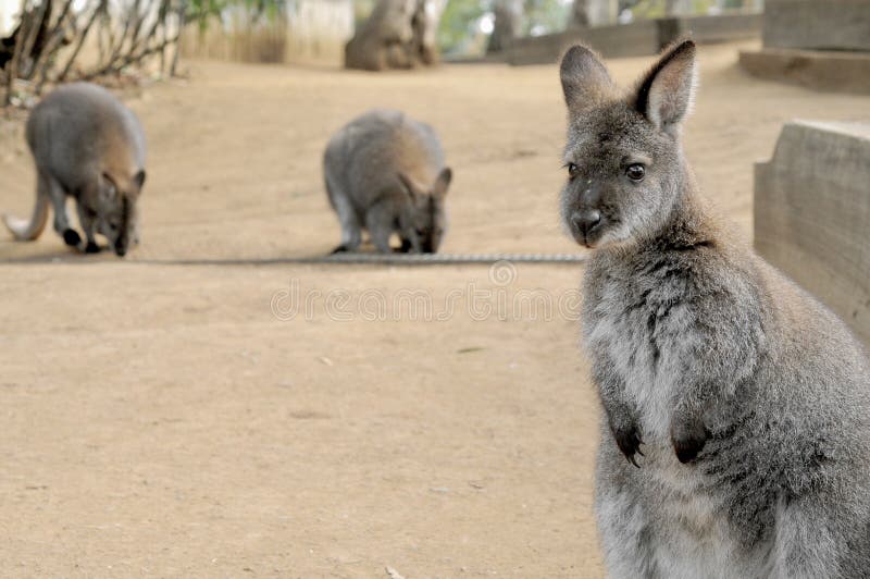 Grey Kangaroo Confused Joey Stock Photos - Free & Royalty-Free Stock ...