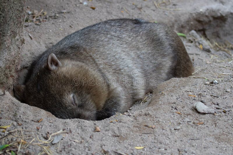 Close up Sleeping Wambat stock image. Image of chipmunk - 238131001