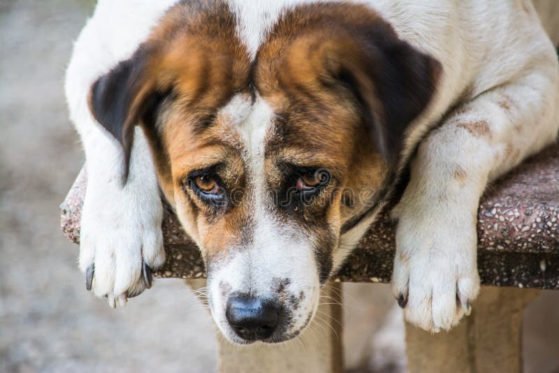 Cute watchdog stock image. Image of bright, animal, lonely - 84973205