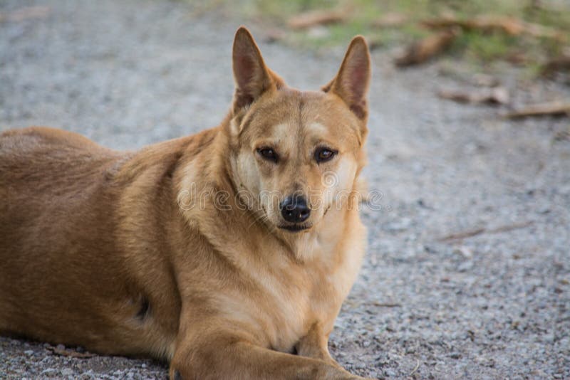 Cute watchdog stock image. Image of outdoor, bright, snout - 84973231