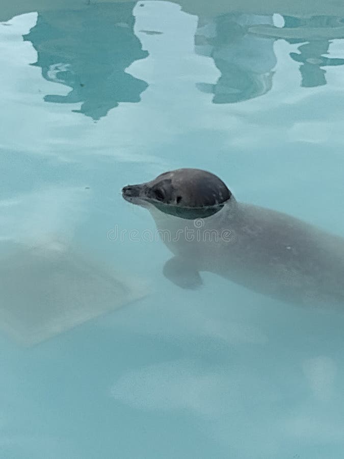 Cute water seal stock image. Image of bird, underwater - 257080077