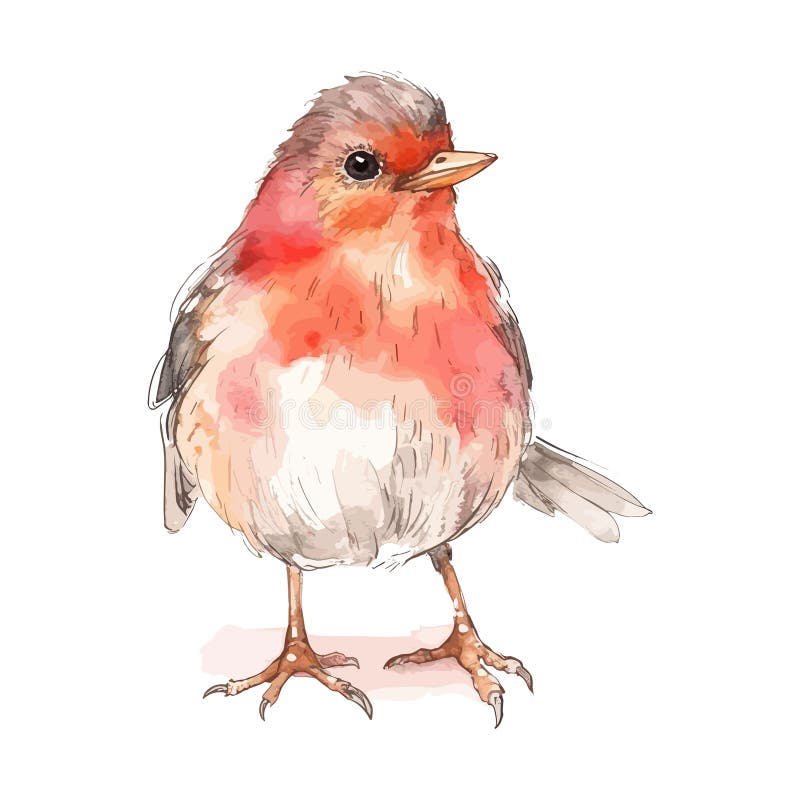 Cute Watercolor Red Robin Bird Standing Elegantly Stock Vector ...