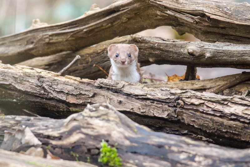 Cute Weasel Peeking through Wooden Logs in a Forest Stock Image - Image ...