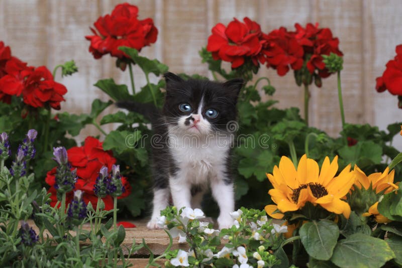 Cute 3 Week Old Baby Kitten in a Garden Setting Stock Image - Image of ...
