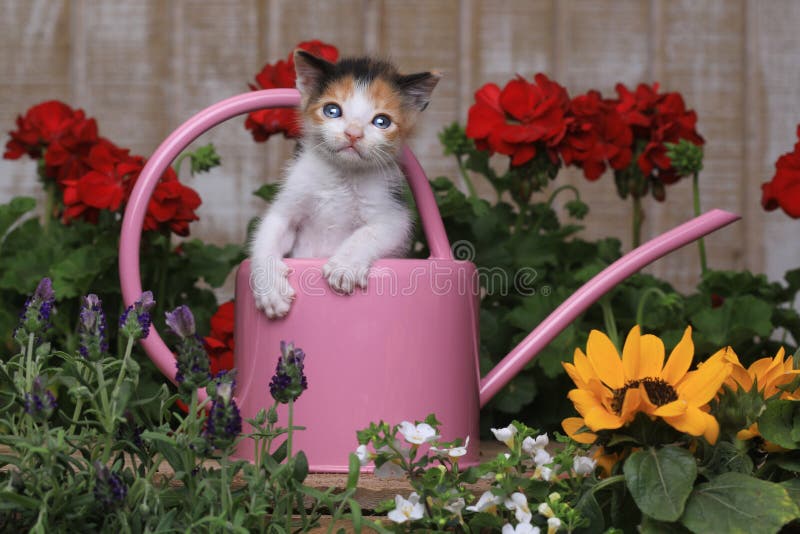 Cute 3 Week Old Baby Kitten in a Garden Setting Stock Photo - Image of ...