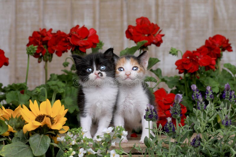 Cute 3 Week Old Baby Kittens in a Garden Setting Stock Image - Image of ...