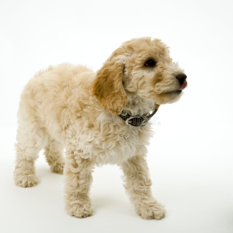 200 Cockapoo White Background Photos - Free & Royalty-Free Stock Photos ...