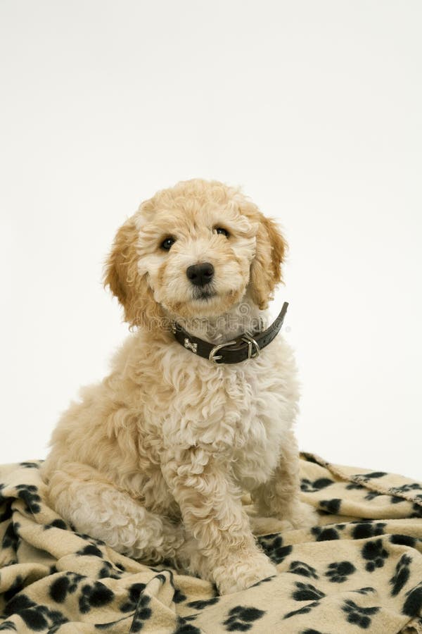 A Cute Cockapoo Puppy on a White Background Stock Photo - Image of ...