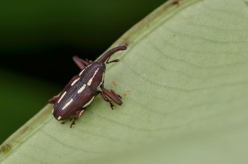 A Cute Weevil on Green Leaf Stock Photo - Image of beetle, weevil ...