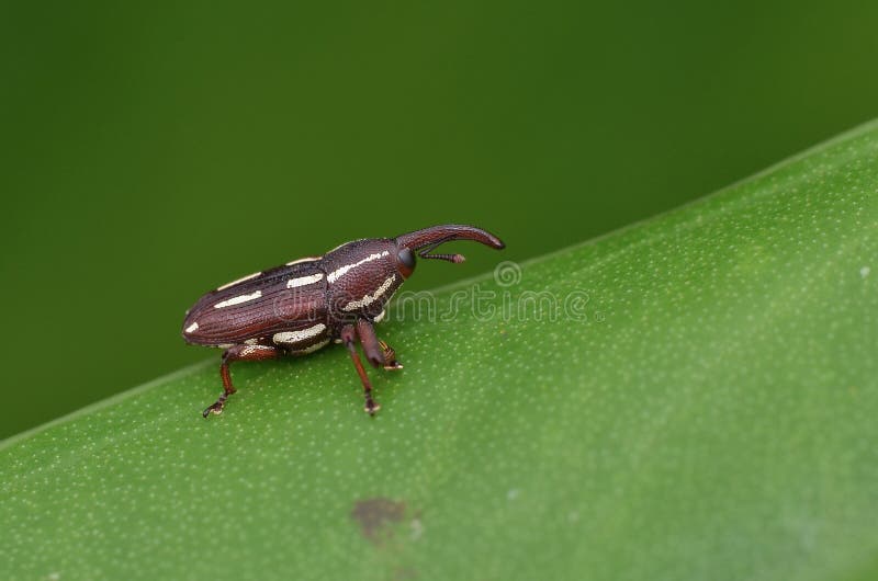 A Cute Weevil on Green Leaf Stock Photo - Image of insect, natural ...