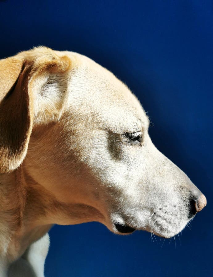 Cute Weimaraner Domestic Dog Stock Photo - Image of adorable ...