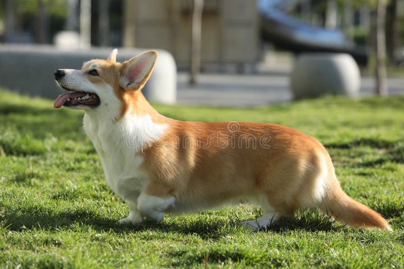 Cute Welsh Corgi Pembroke Walking in the Park Stock Photo - Image of ...