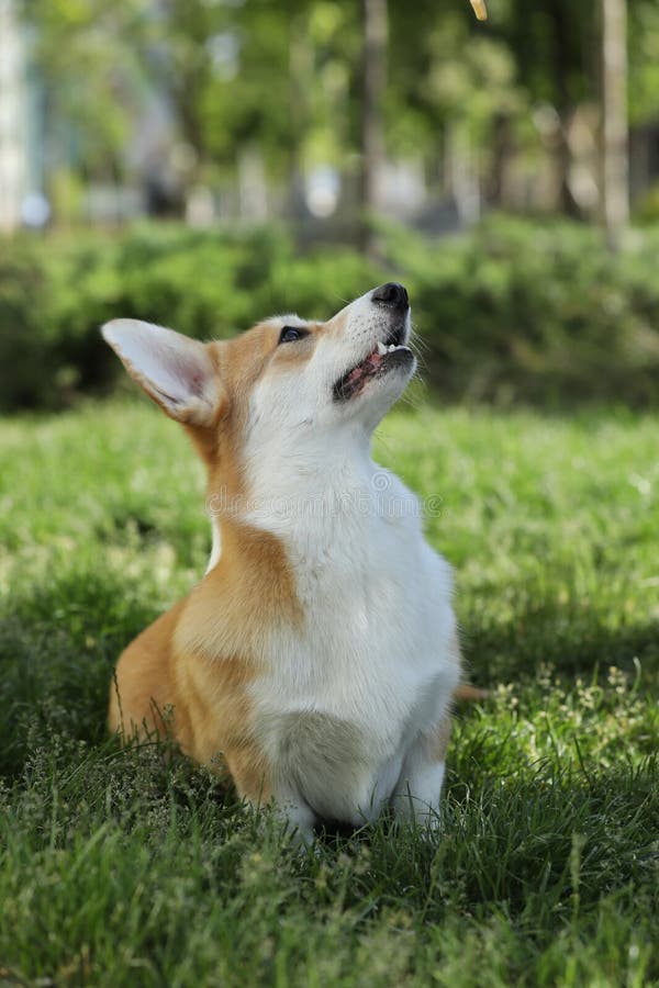Cute Welsh Corgi Pembroke Walking in the Park Stock Image - Image of ...